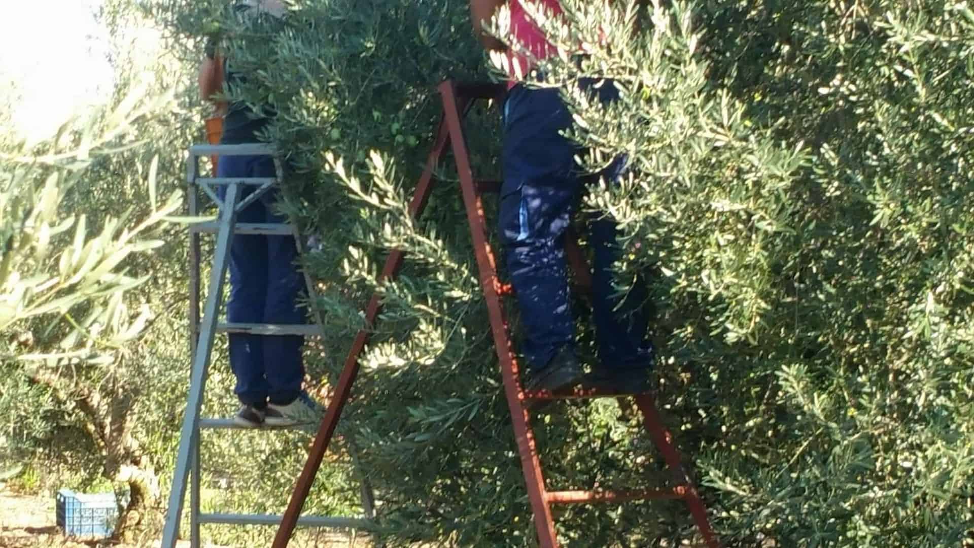 Πιλοτικό πρόγραμμα μετακίνησης εργατών γης με έξοδα της ΔΥΠΑ